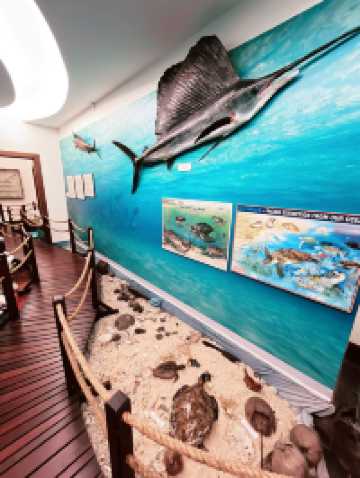 Ocean Wonders: Natural History Museum Kuching’s Marine Gallery | Trip ...