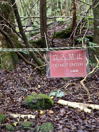 Exploring The Aokigahara Japanese Forest We Found This