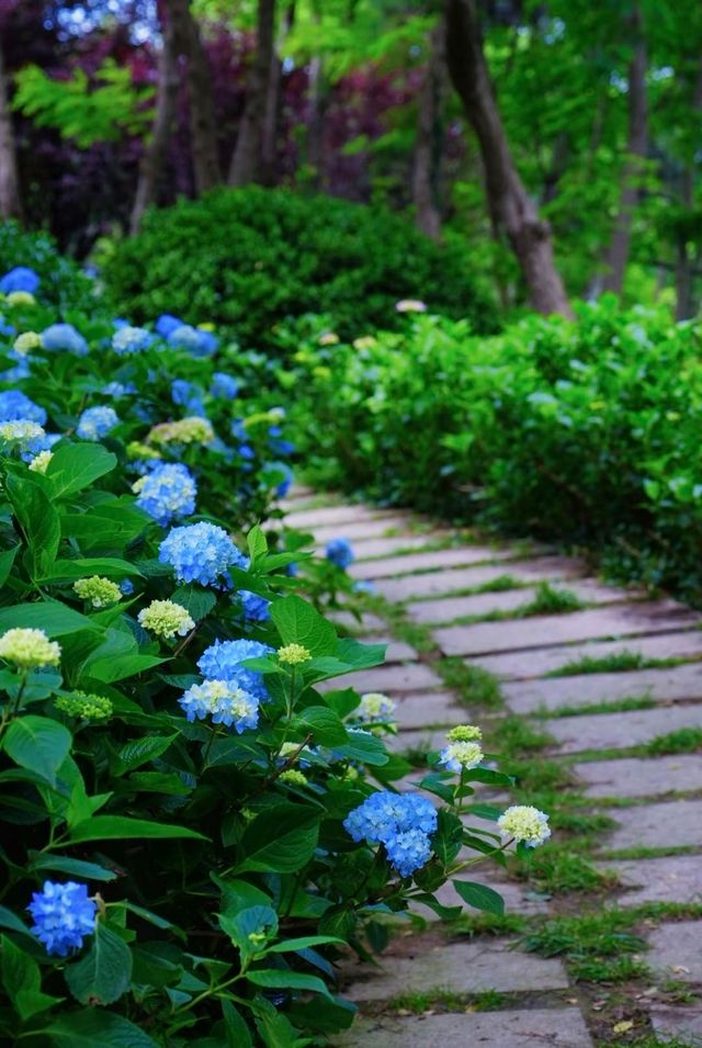 最高！青島のこの果てしない夏のアジサイ花海が美しすぎる、6月7日最新の花情報速報！ | Trip.com 青島
