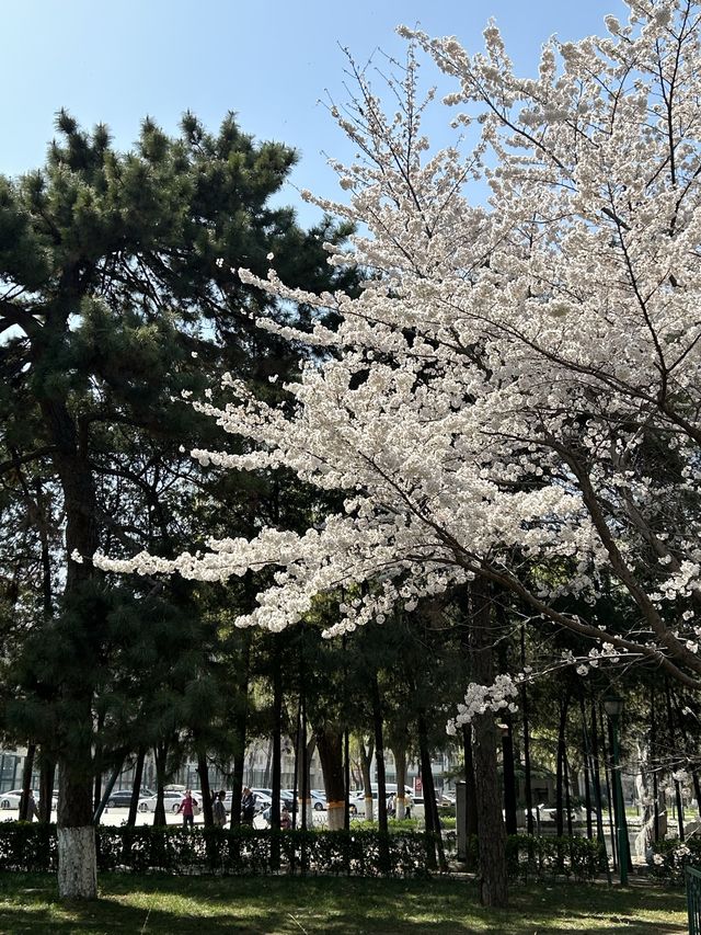 The beauty of Renmin University 🌸 | Trip.com Beijing