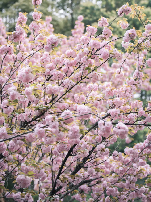 Spring Outing in Chengdu｜The City in Full Bloom, These Spots Are ...