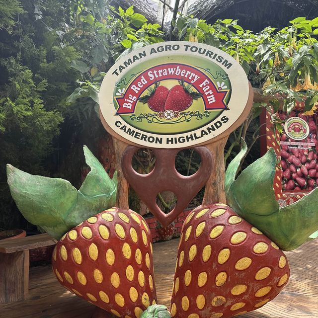 BOH, Big red & Raju’s Hill Strawberry Farm | Trip.com Cameron Highlands