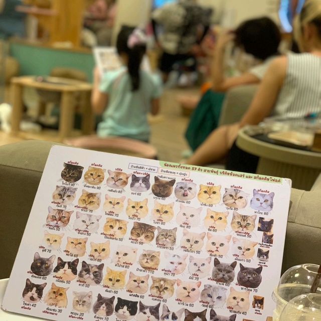 Chill cat cafe | Trip.com นครปฐม