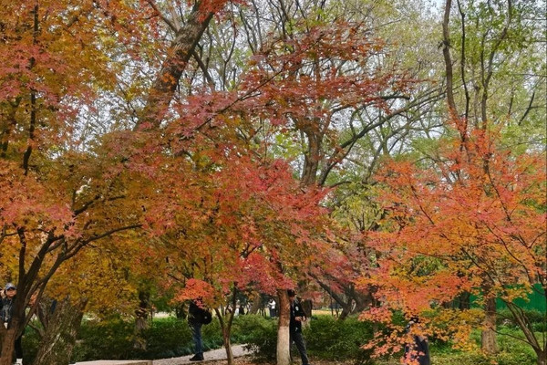 Misty Forest Path🍁 | Trip.com Hangzhou