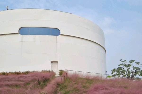 Pink muhly at Shanghai Youguan arts center | Trip.com Shanghai