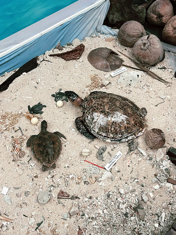 Ocean Wonders: Natural History Museum Kuching’s Marine Gallery | Trip ...