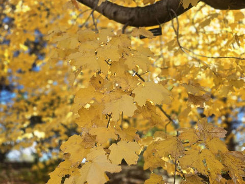 University of Minnesota Landscape Arboretum | Trip.com Chanhassen