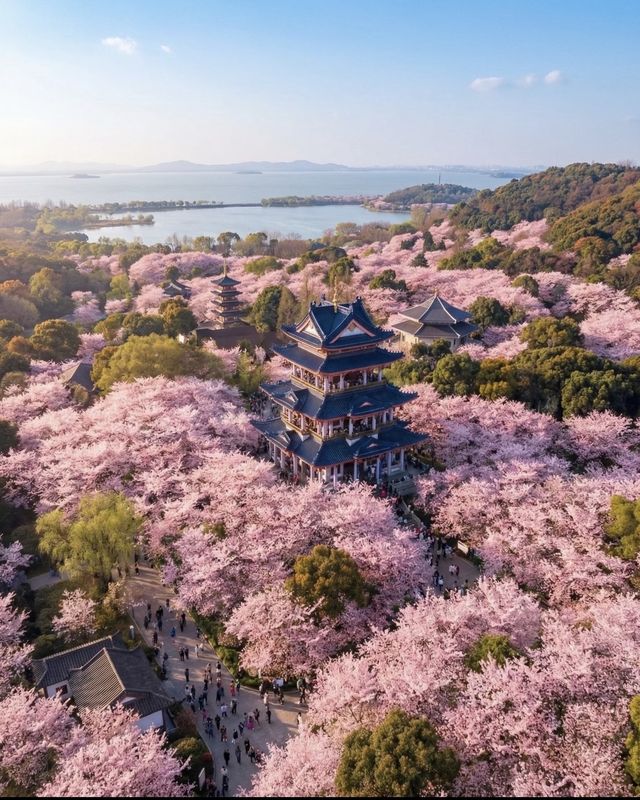 2026 Latest | Wuxi Yuantouzhu Cherry Blossom Viewing Super ...