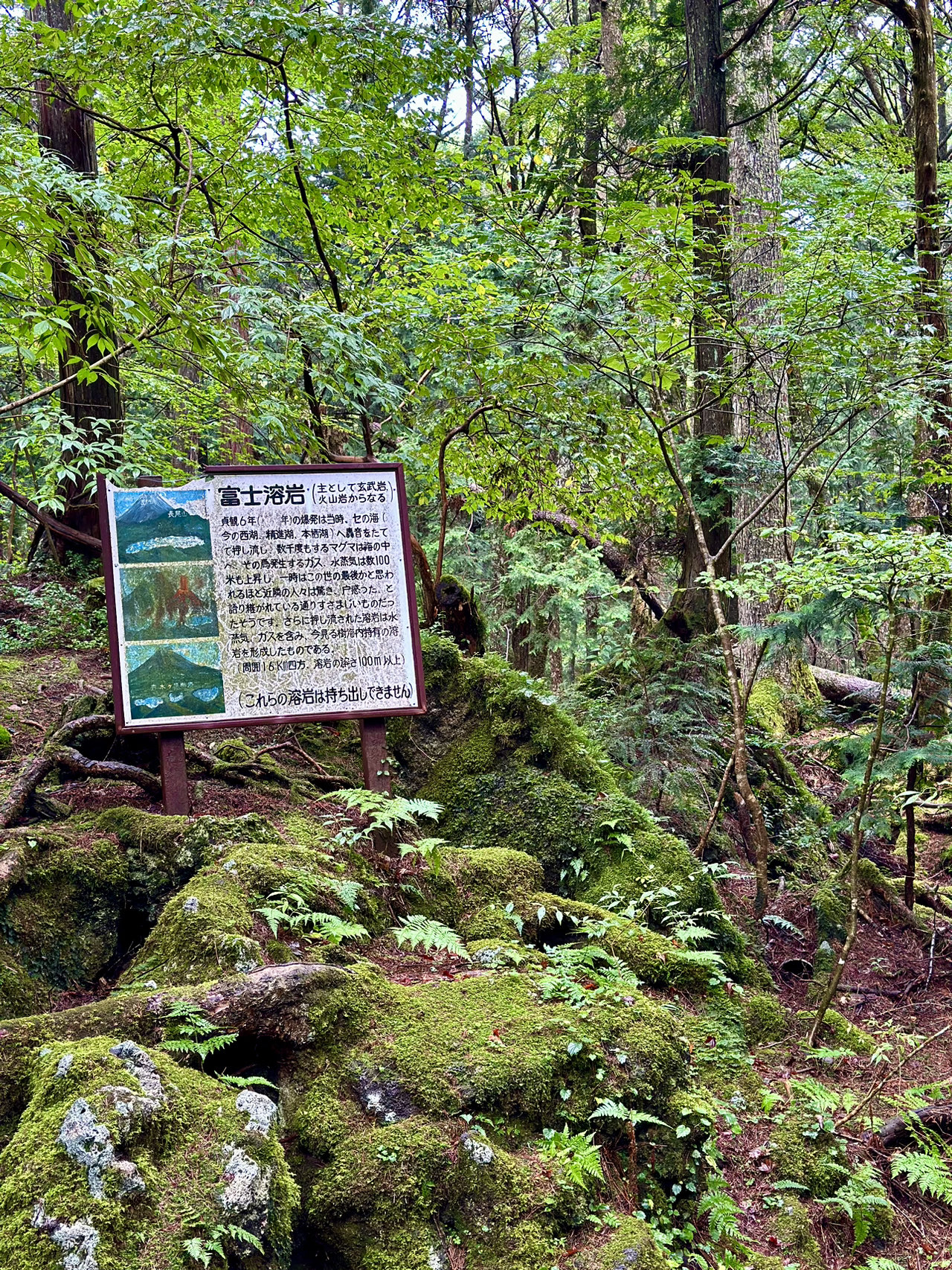 Mount Fuji Haunted Forest