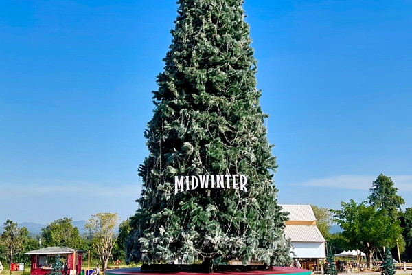 Midwinter X After You🎄เขาใหญ่ | Trip.com อำเภอ ปากช่อง