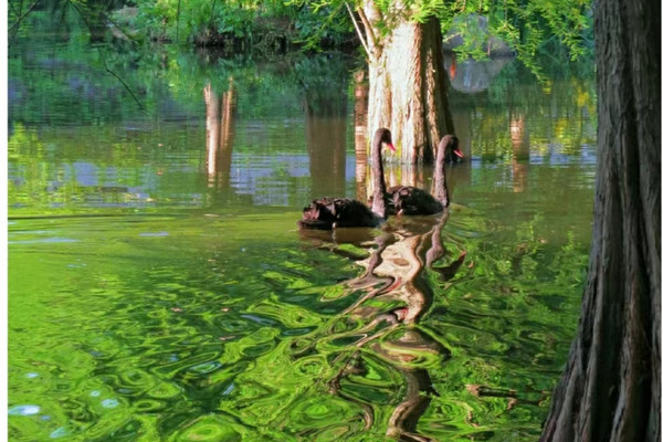 When you come to Nanjing, be sure to visit the Yanque Lake at Ming ...