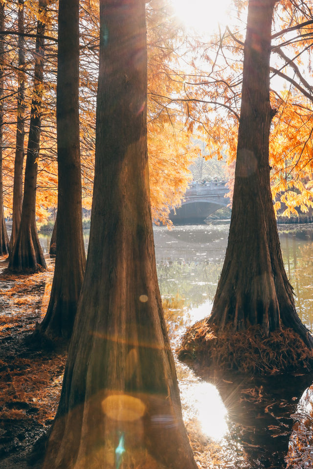 I made a special trip to Nanjing for the autumn of Yanzi Lake | Trip ...