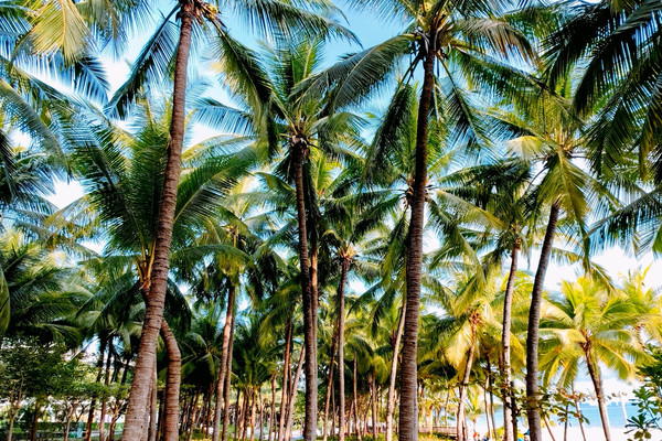 Hainan, Sanya Bay·Coconut Dream Corridor | Trip.com Sanya