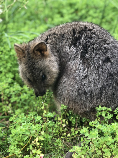 20 Fotos De Quokkas