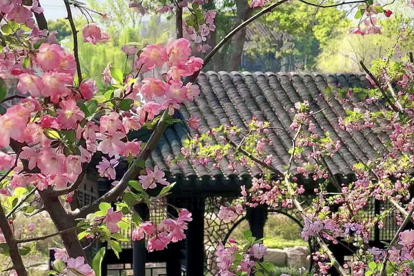 Exploring Spring at Tiger Hill in Suzhou – A Next-Level Spring ...