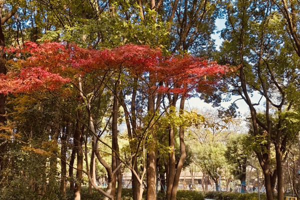 Emerald Escape🌳｜Trip.com 上海