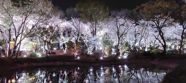 Covered in Cherry Blossom Clouds at Yuanzhu | Complete Guide to Cherry ...