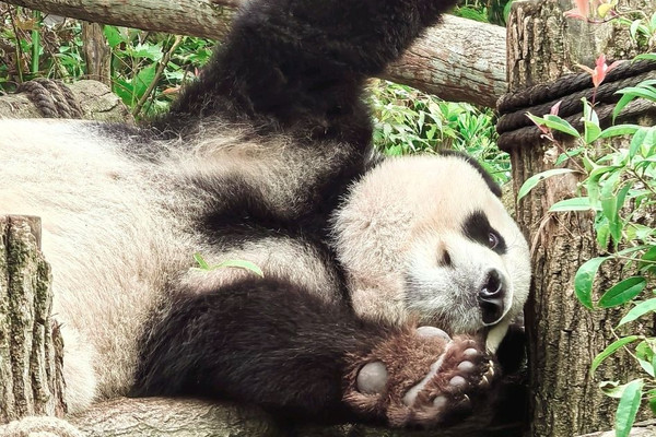 Get Close with Cute Panda in Chengdu Panda Base | Trip.com Chengdu