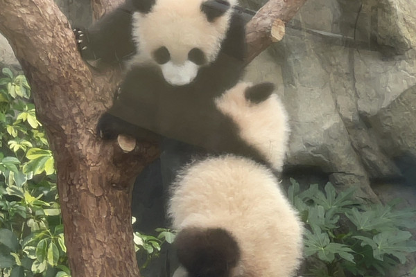 海洋公園 熊貓雙胞胎｜Trip.com 香港