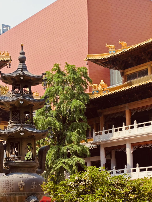 Golden Roof Charm🌞 | Trip.com Shanghai