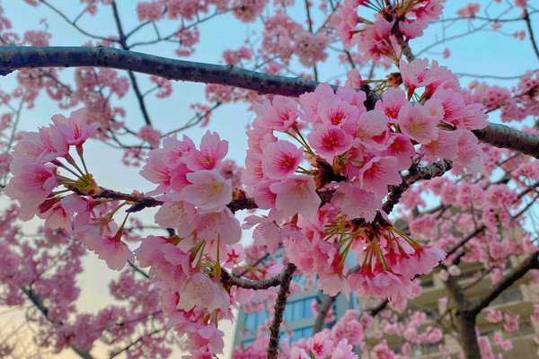 Blooming Sakura flowers 🌸🤩 | Trip.com Tokyo