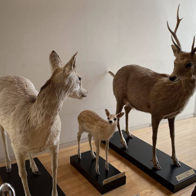 Sendai City Tomizawa Site Museum – Unearthing a 20,000-Year-Old Forest ...