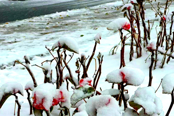 The romantic experience of a southerner seeing snow in the north for ...