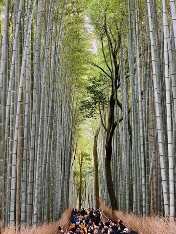 Strolling Through Kyoto’s Dreamy Bamboo Forest 🌿 ｜Trip.com 京都