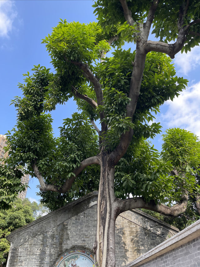 A visit to Qinghui Garden in Foshan | Trip.com Foshan