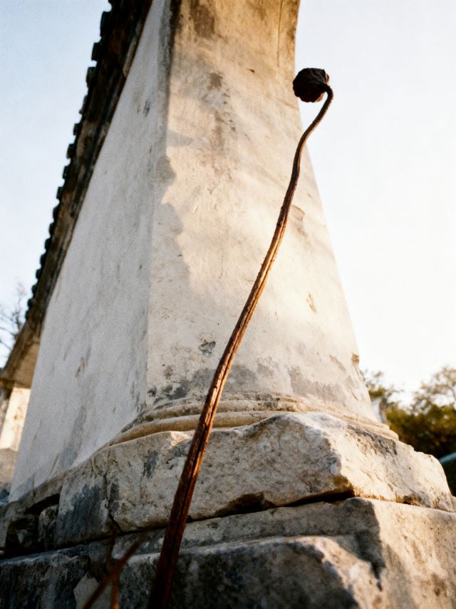 Summer Lotus Blossoms: A Map of Hidden Lotus Viewing Spots in Beijing ...