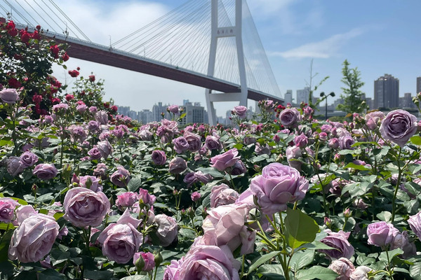 The roses under the Nanpu Bridge are in full bloom on May 1st | Trip ...