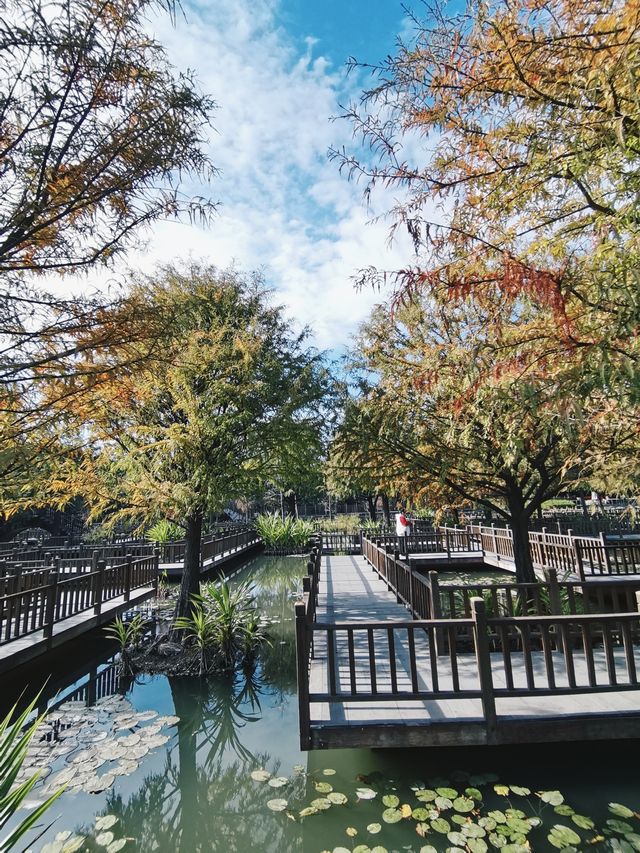 Winter and autumn scenery | Trip.com Xiamen
