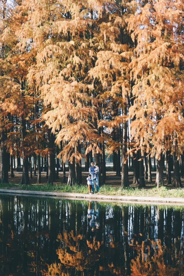 You must take your children to see the autumn in Gongqing Forest Park ...