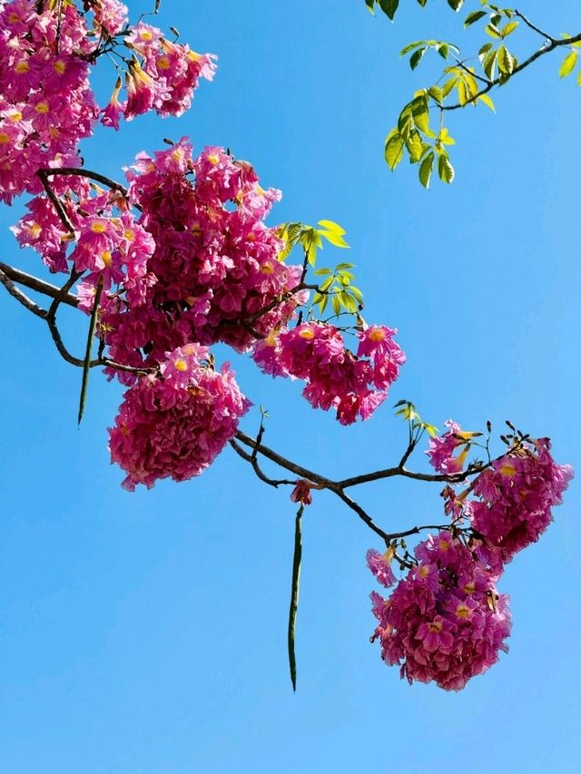 Experiencing the Spring Bloom of Tekoma Trees | Trip.com Bandar Seri ...