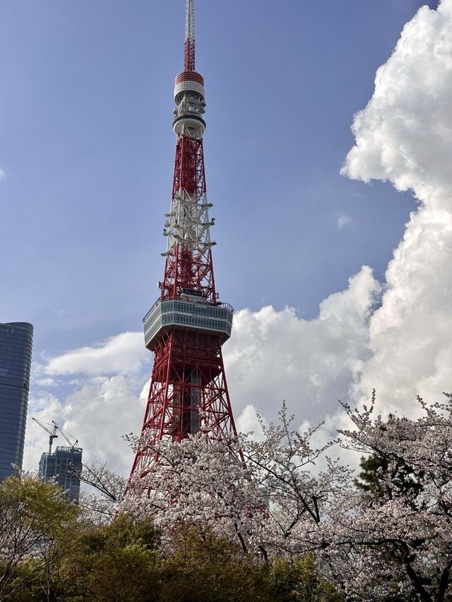 "Blossom Bonanza: Tokyo's Sakura Spectacular Unleashes Springtime Magic ...