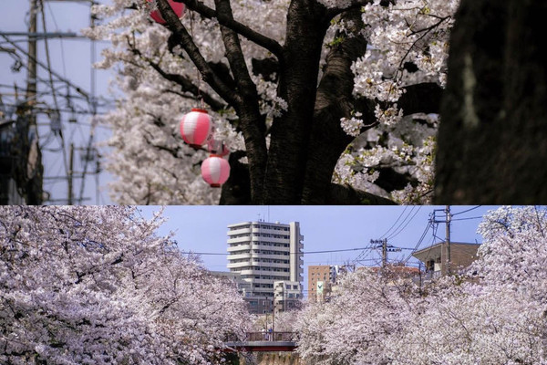Shakuji river | Trip.com Tokyo