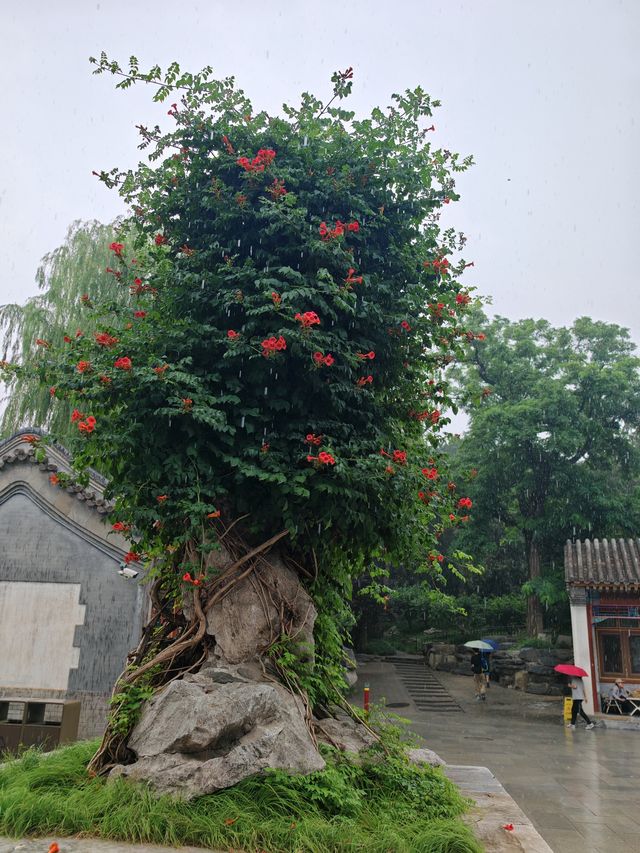 北海公園 | 雨遇抱石凌霄，酣暢淋漓盡賞雨潤紅霄｜Trip.com 北京