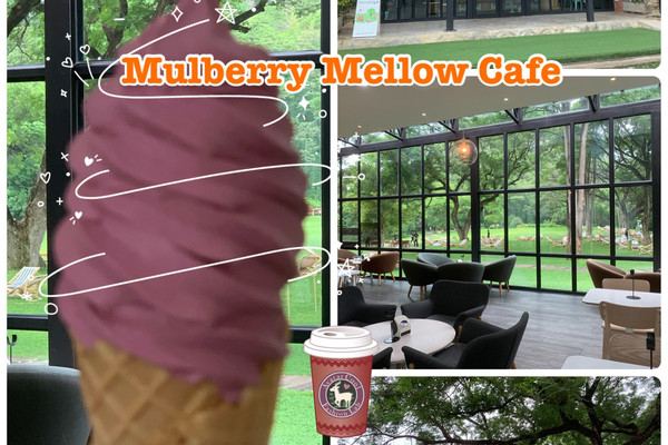 Mulberry Mellow cafe | Trip.com กาญจนบุรี