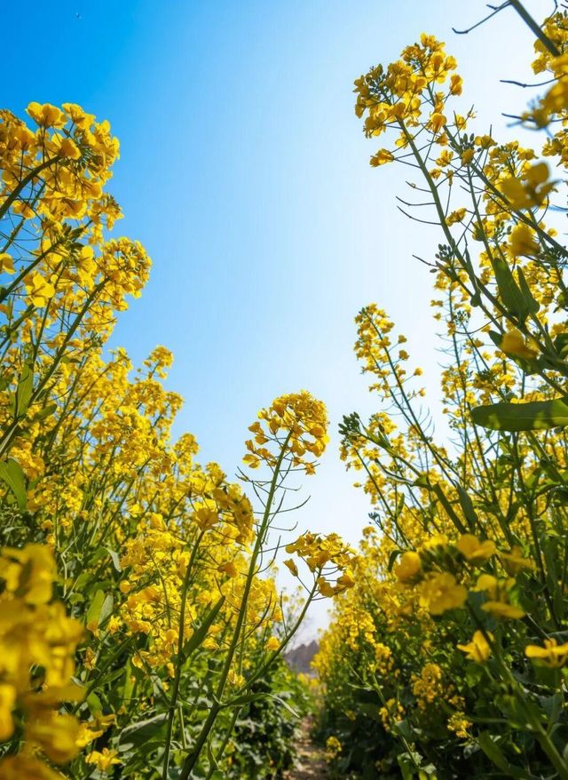 Canola Flowers in Full Bloom in Kunshan, Over 200 Acres of Golden Sea ...