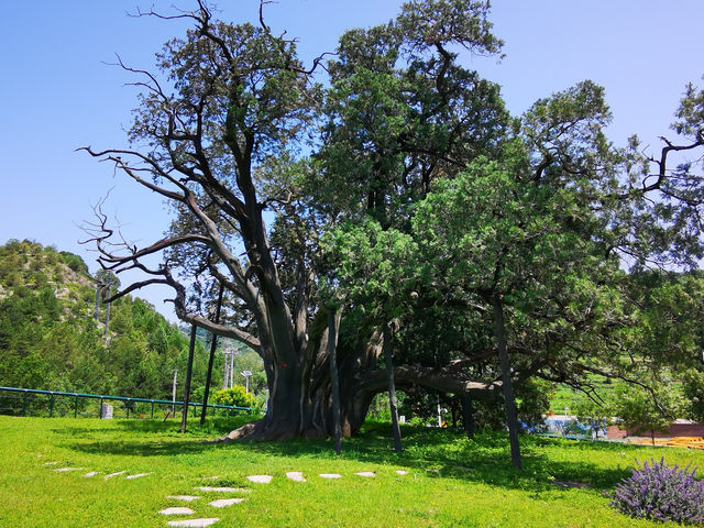 Miyun Yanshan Ancient Cypress—Jiulou Shibacha Ancient Cypress Park ...