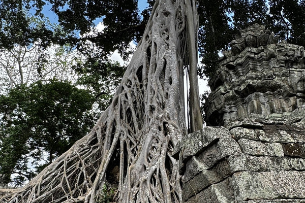 The famous "Tomb Raider tree" located within the Ta Prohm temple ...