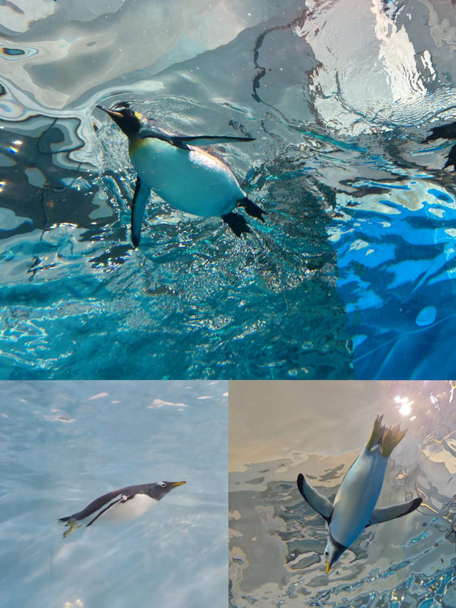 Head to Harbin this summer! Polar Park is a paradise for kids. I ...