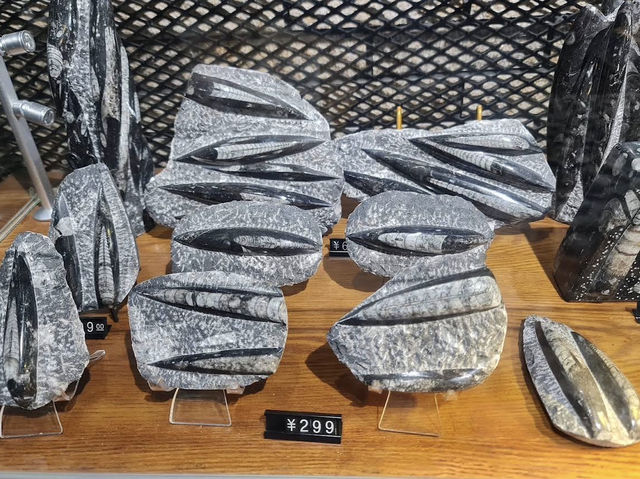 Dinosaurs and Interactive Exhibits | Trip.com Shanghai