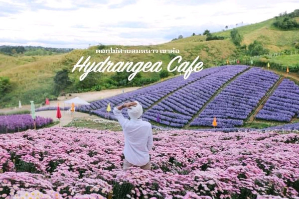 ไฮเดรนเยีย คาเฟ่ เขาค้อ - Hydrangea Cafe | Trip.com อำเภอ เขาค้อ