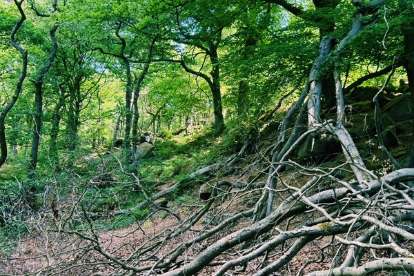 🌿 Manchester to Ladybower Wood: A Mossy Forest Escape in the Peak ...