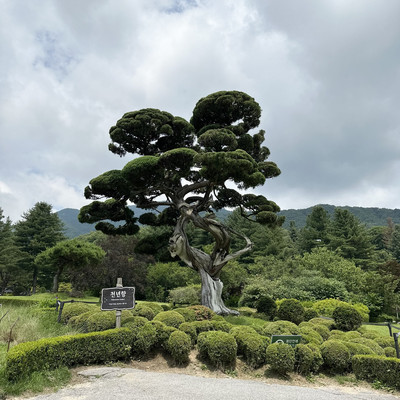 Tree Garden Of Morning Calm Nami Island & The Garden Of Morning Calm: