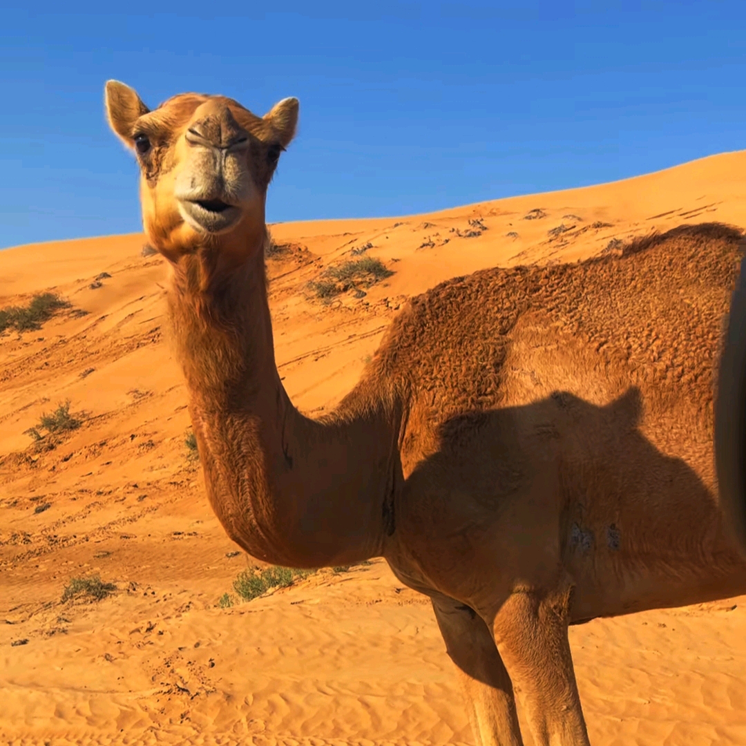 กิจกรรมน่าทำยอดนิยมในMarghamประจำปี 2023 - คู่มือท่องเที่ยวMargham ...