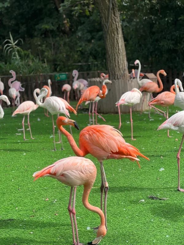 Exploring Shanghai Wildlife Park: A Perfect Day for Photography | Trip ...