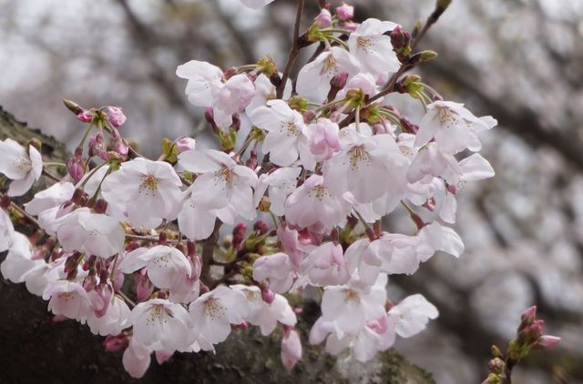 How to Enjoy the 2026 Wuxi Yuantouzhu Cherry Blossom Festival? Here’s ...