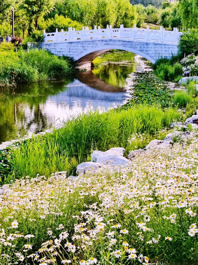 Free Hidden Gem Park in South Beijing! The Little Daisy Sea is ...